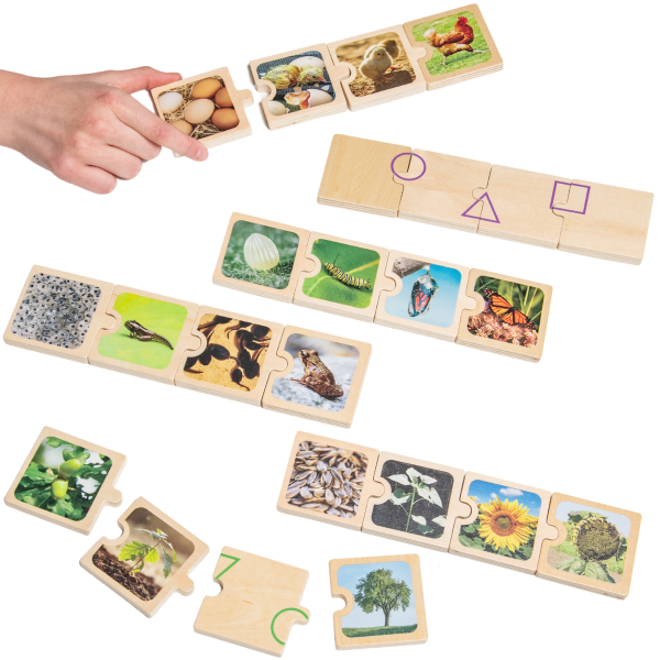 Life Cycles Puzzle - Educational Advantage, Distributor for The ...