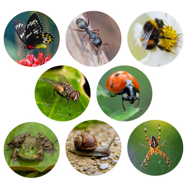 Minibeast Treasure Hunt - Educational Advantage, Distributor for The ...