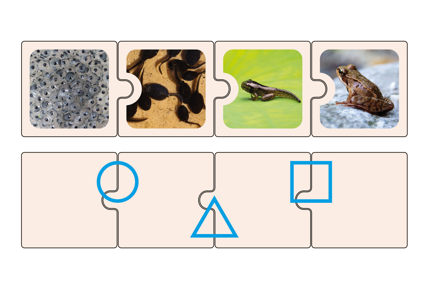 Life Cycles Puzzle - Educational Advantage, Distributor for The ...