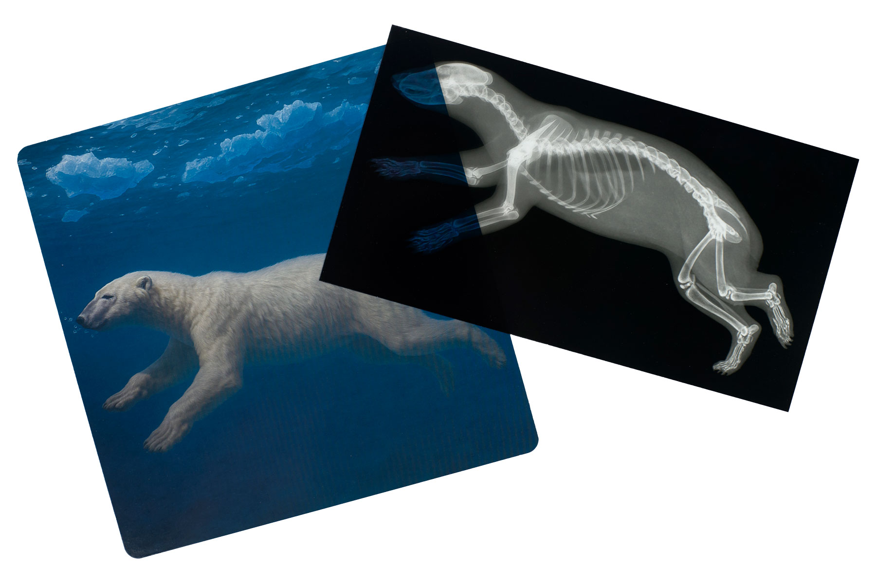 Arctic Animals X-Rays - Educational Advantage, Distributor for The ...