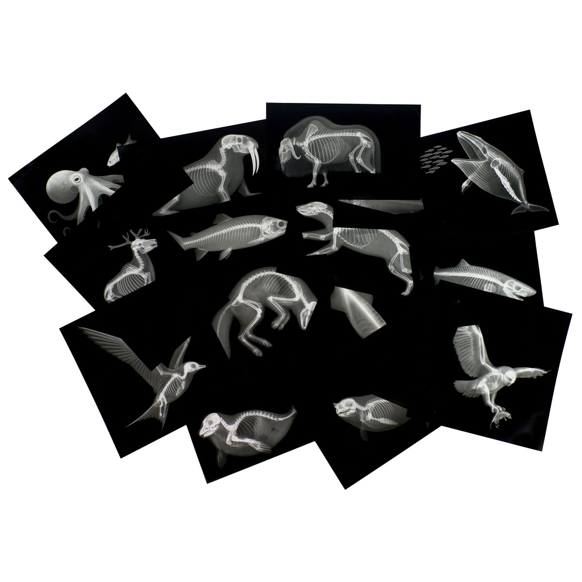 Arctic Animals X-Rays - Educational Advantage, Distributor for The ...