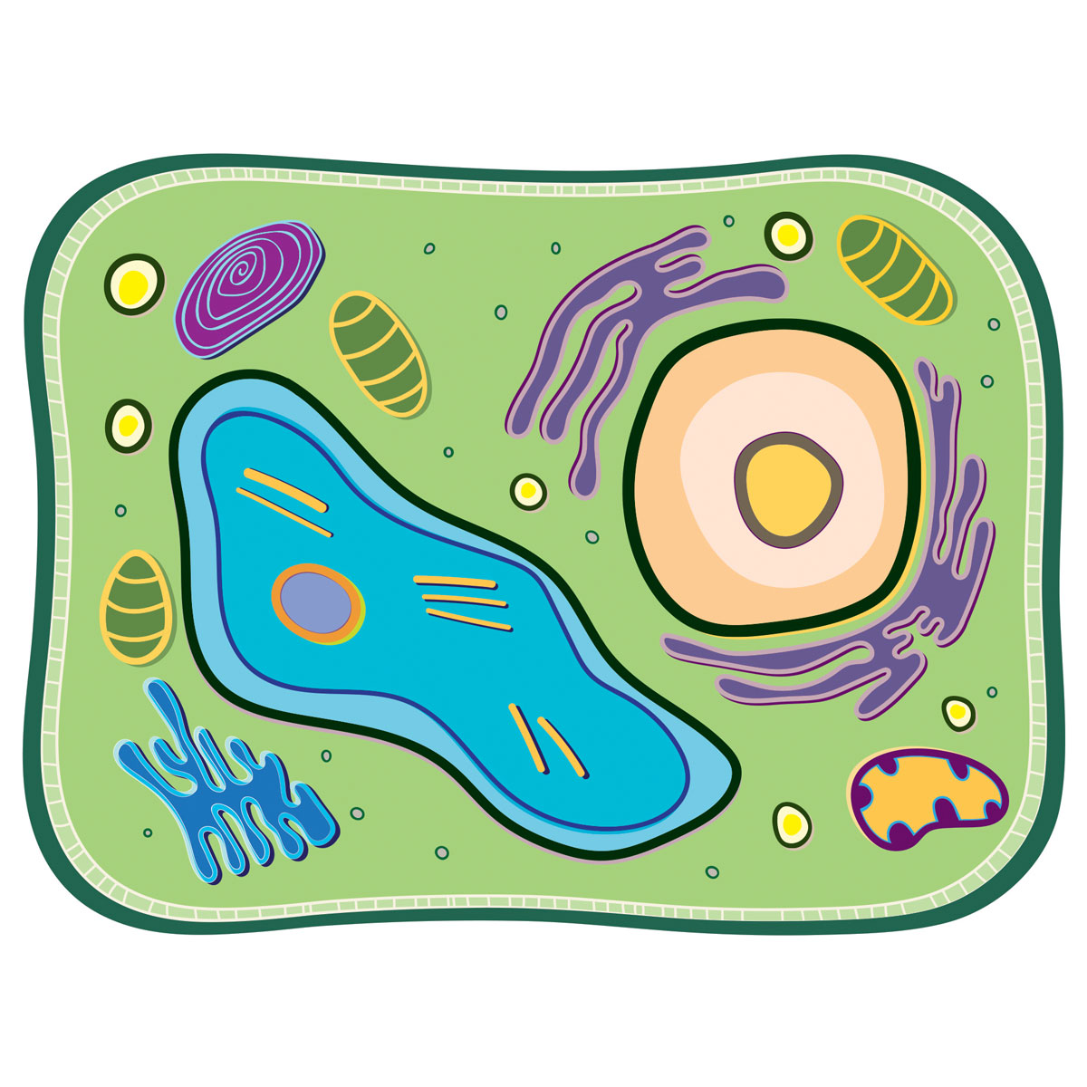 See-Through Plant Cell Builder - Educational Advantage, Distributor for ...