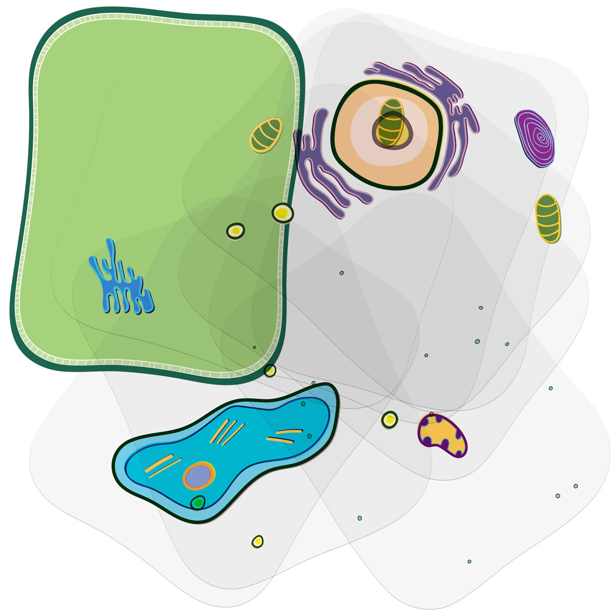 See-Through Plant Cell Builder - Educational Advantage, Distributor for ...
